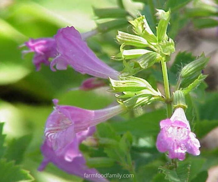 151+ Flowers, Plants That Start With C (With Pictures and Facts)