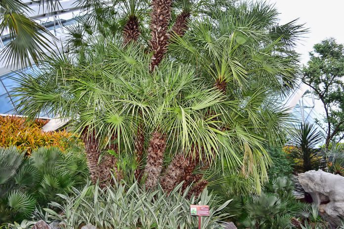 75+ Different Types Of Palm Trees With Pictures (Indoor, Outdoor)