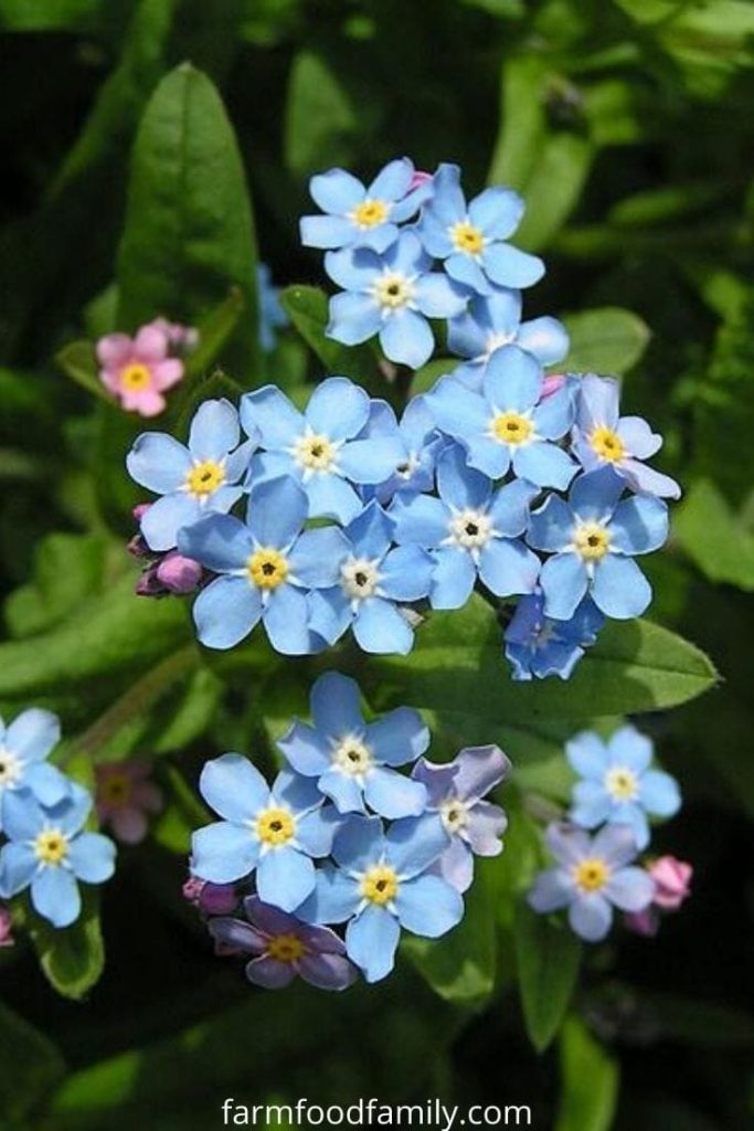 50+ Types Of Blue Flowers With Names, Meaning and Pictures