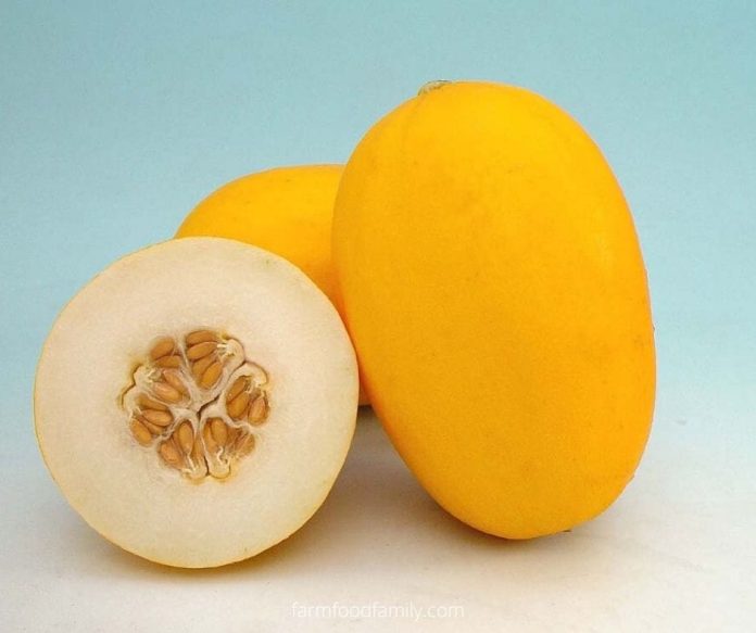 40+ Different Types of Melons With Pictures and Fun Facts