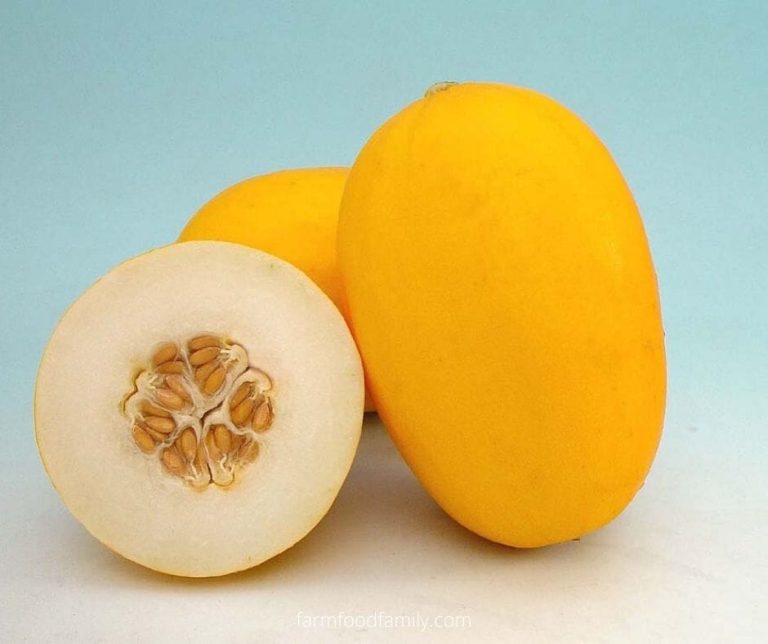 40+ Different Types of Melons With Pictures and Fun Facts