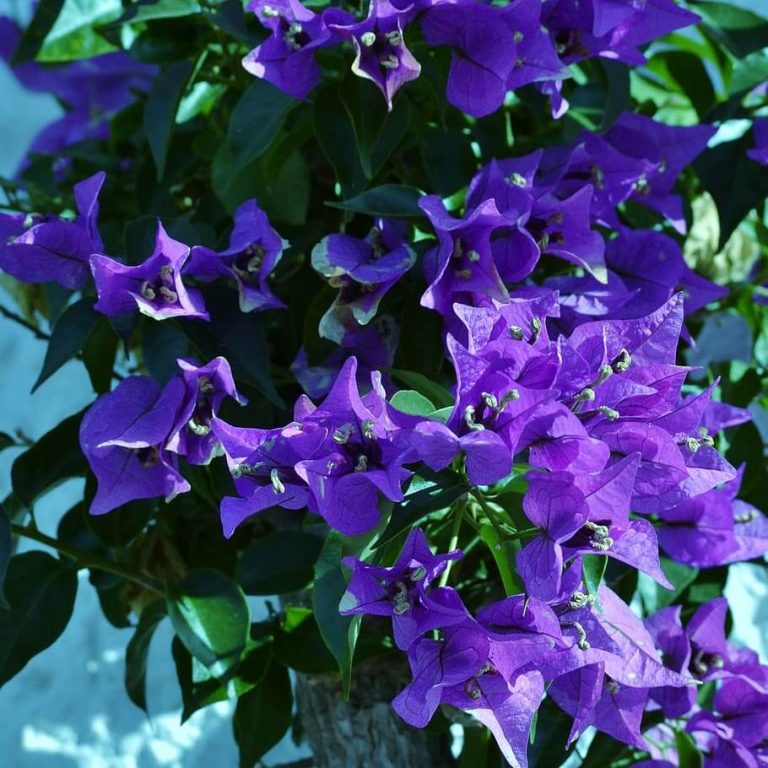 46+ Different Types Of Purple Flowers With Names and Pictures