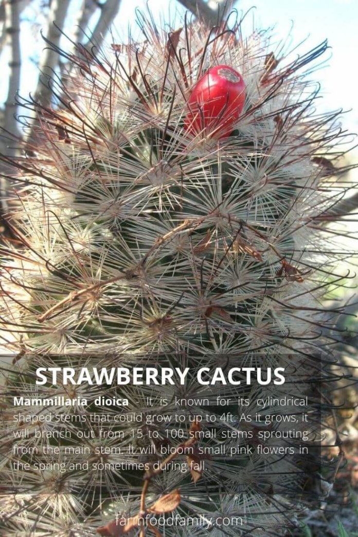 26 Types Of Cactus For Your Garden (With Pictures) – Indoor, Outdoor ...