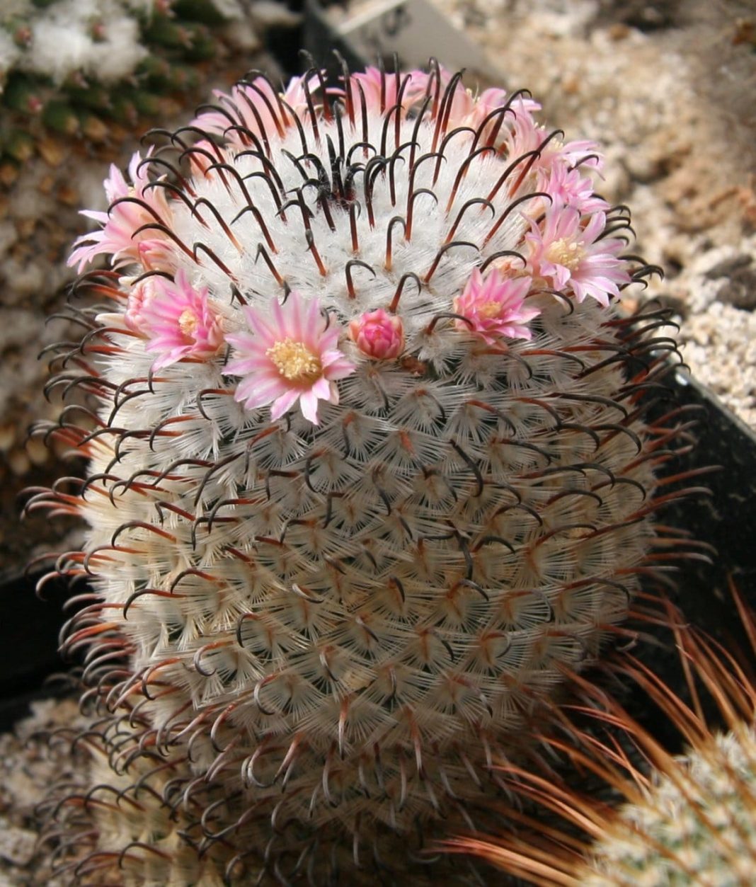 107+ Flowers That Start With 'M' (With Pictures and Facts)
