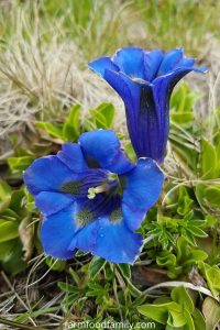 50+ Types Of Blue Flowers With Names, Meaning and Pictures