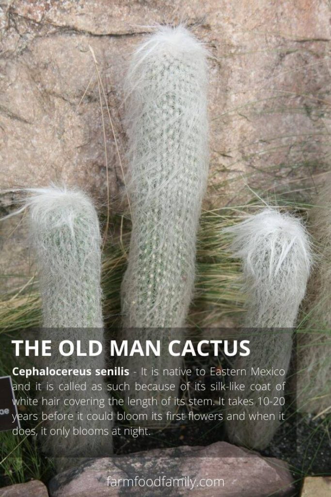 26 Types Of Cactus For Your Garden (With Pictures) – Indoor, Outdoor ...