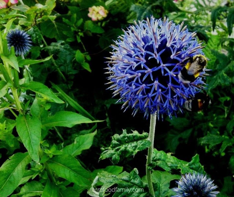 50+ Types Of Blue Flowers With Names, Meaning and Pictures