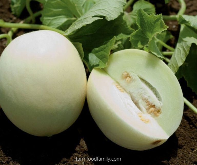 40+ Different Types of Melons With Pictures and Fun Facts