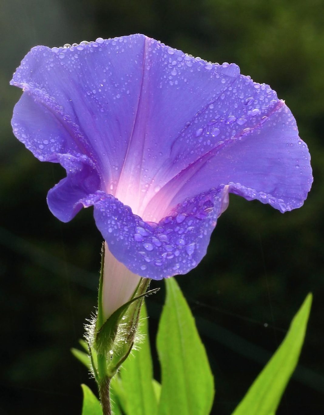 46+ Different Types Of Purple Flowers With Names and Pictures