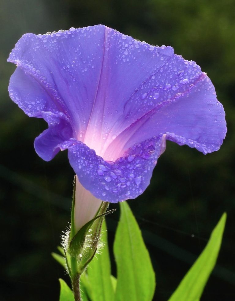 46+ Different Types Of Purple Flowers With Names and Pictures