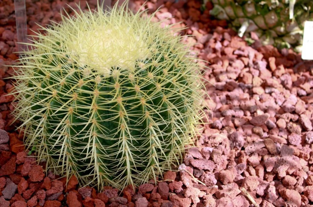26 Types Of Cactus For Your Garden (With Pictures) – Indoor, Outdoor ...