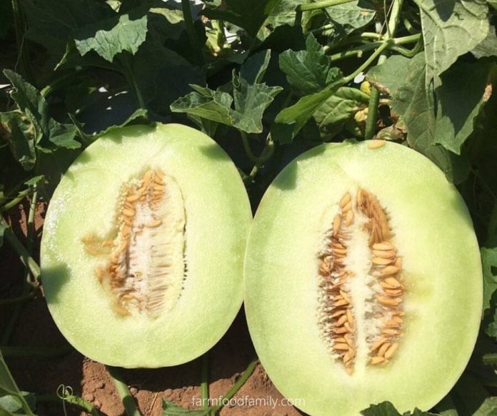 40+ Different Types of Melons With Pictures and Fun Facts