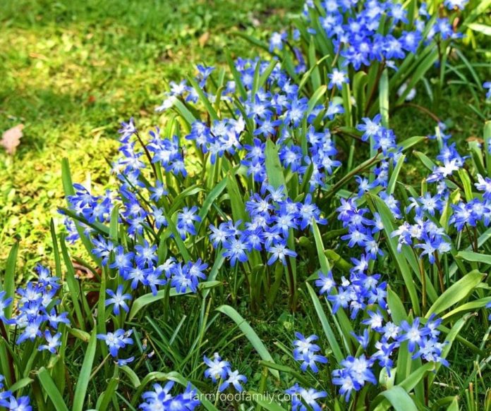 50+ Types Of Blue Flowers With Names, Meaning and Pictures