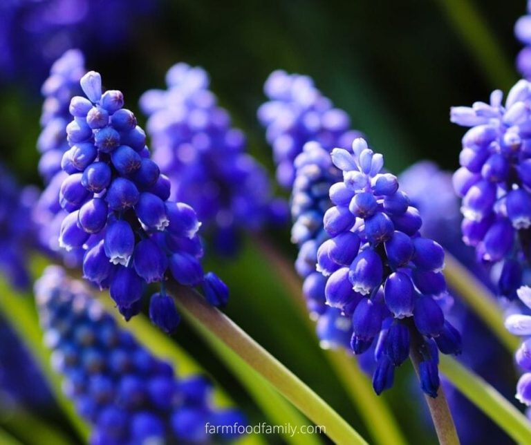 50+ Types Of Blue Flowers With Names, Meaning and Pictures