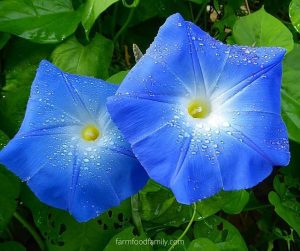 50+ Types Of Blue Flowers With Names, Meaning and Pictures