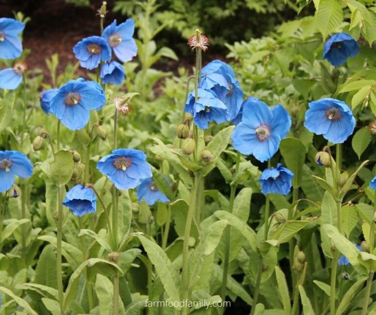 50+ Types Of Blue Flowers With Names, Meaning and Pictures