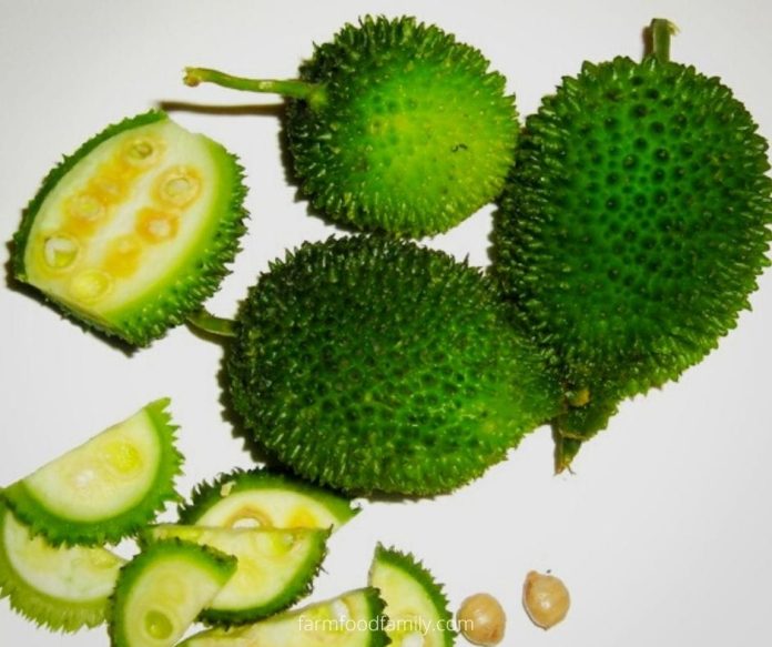 40+ Different Types of Melons With Pictures and Fun Facts