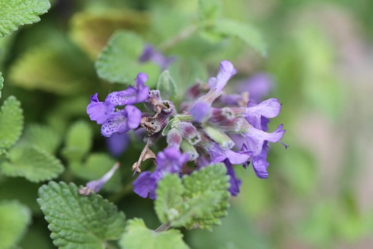 151+ Flowers, Plants That Start With C (With Pictures and Facts)