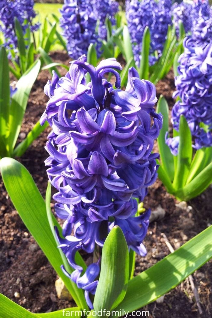 50+ Types Of Blue Flowers With Names, Meaning and Pictures