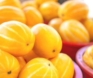 40+ Different Types of Melons With Pictures and Fun Facts