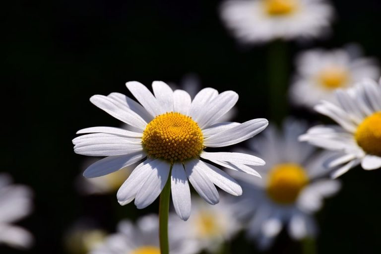 107+ Flowers That Start With 'M' (With Pictures and Facts)