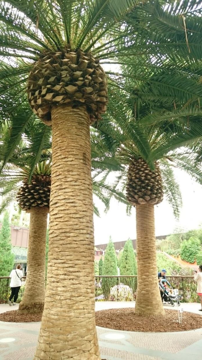 75+ Different Types Of Palm Trees With Pictures (Indoor, Outdoor)