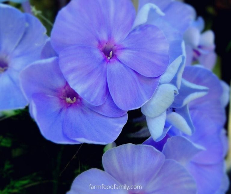 50+ Types Of Blue Flowers With Names, Meaning and Pictures