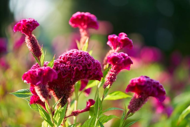 151+ Flowers, Plants That Start With C (With Pictures and Facts)