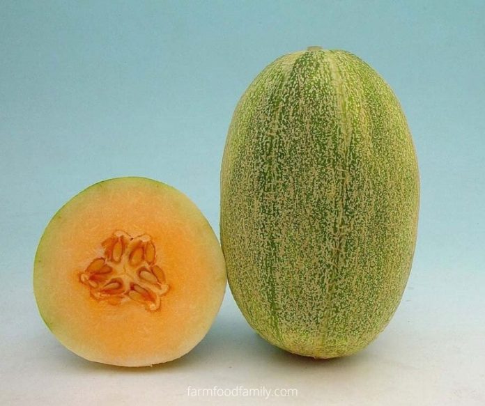 40+ Different Types of Melons With Pictures and Fun Facts