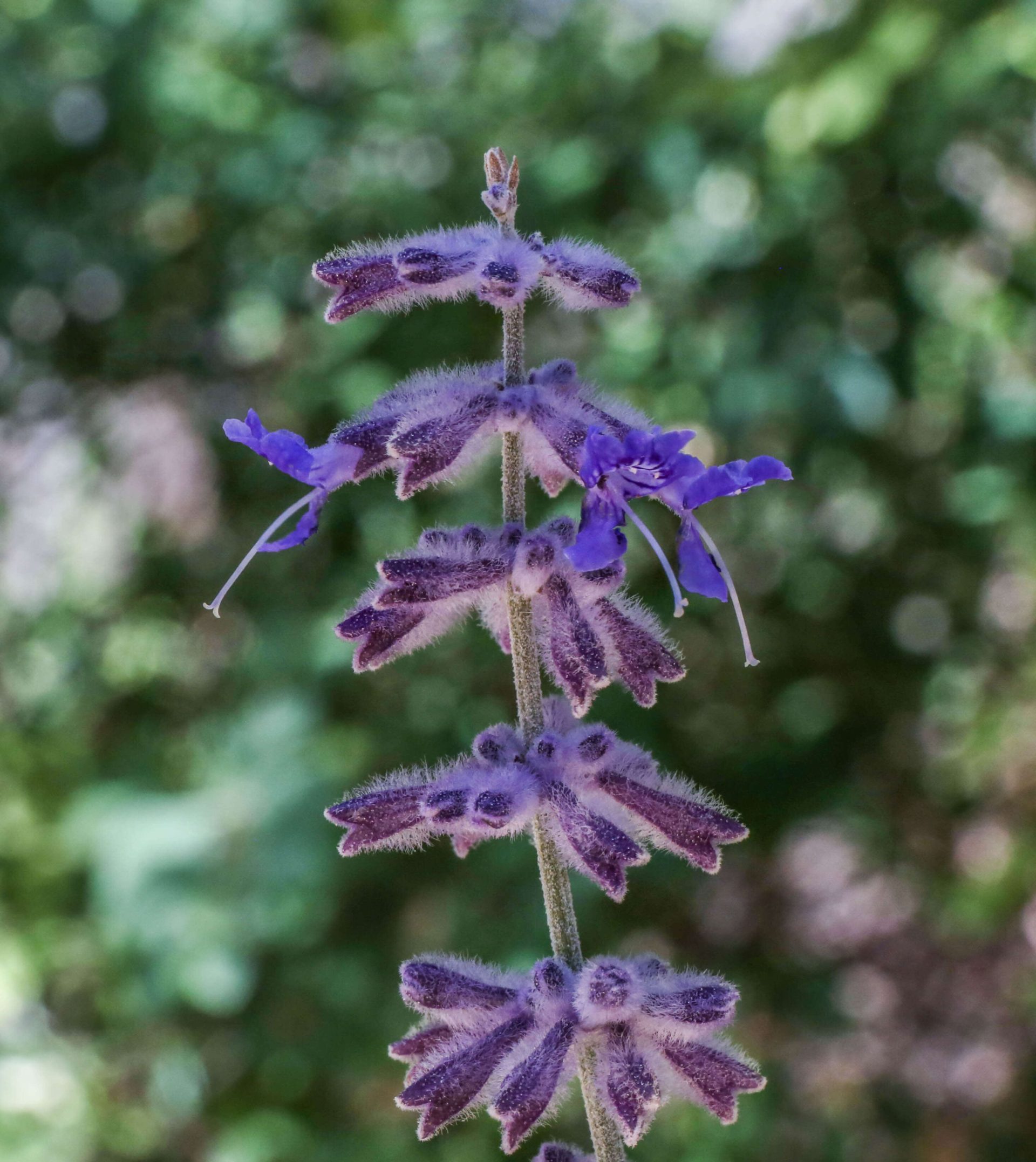 46+ Different Types Of Purple Flowers With Names and Pictures