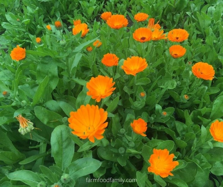 151+ Flowers, Plants That Start With C (With Pictures and Facts)