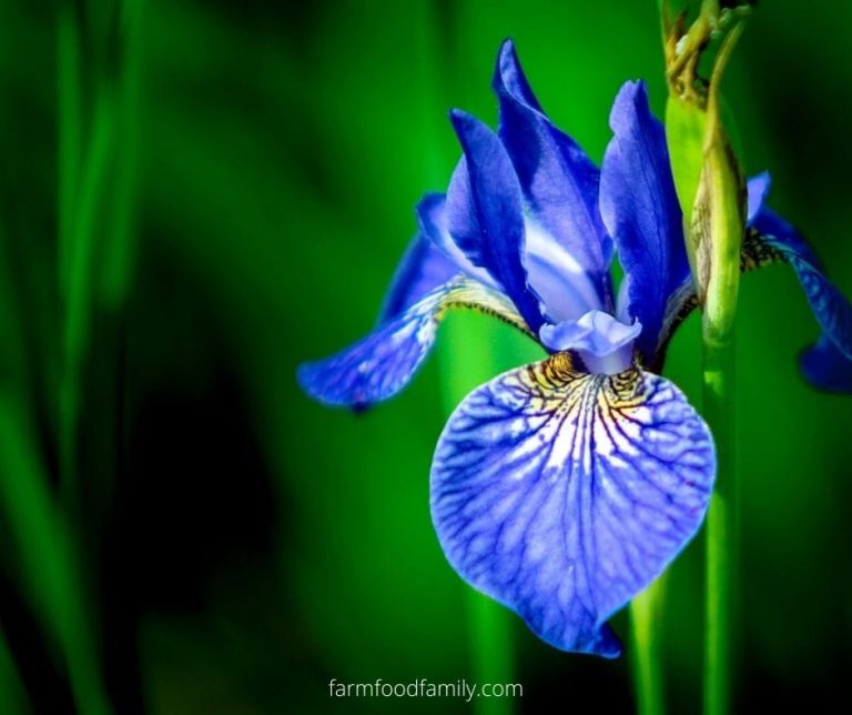 50+ Types Of Blue Flowers With Names, Meaning and Pictures