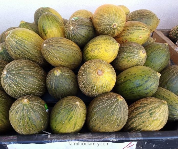40+ Different Types of Melons With Pictures and Fun Facts
