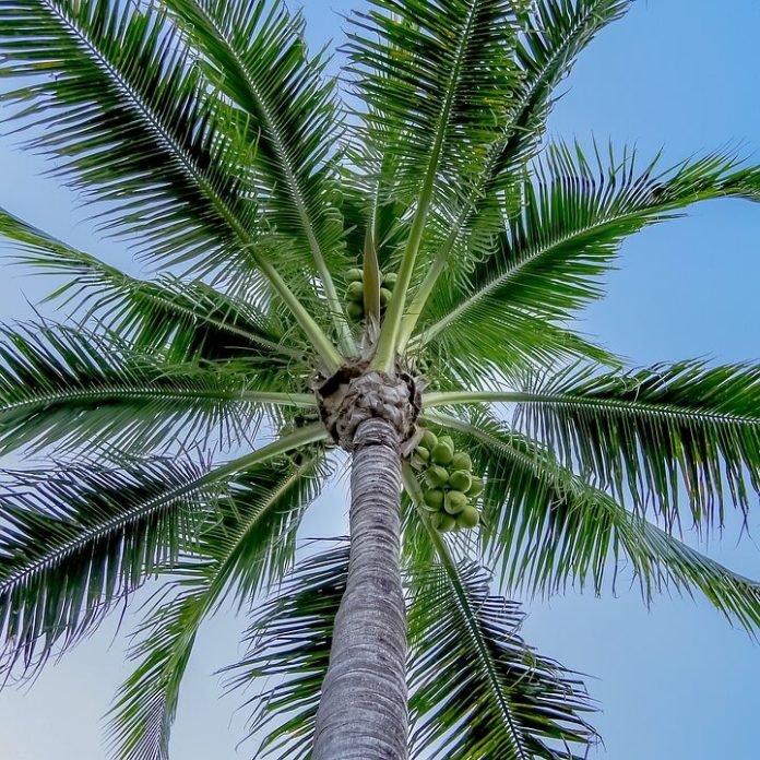 75+ Different Types Of Palm Trees With Pictures (Indoor, Outdoor)