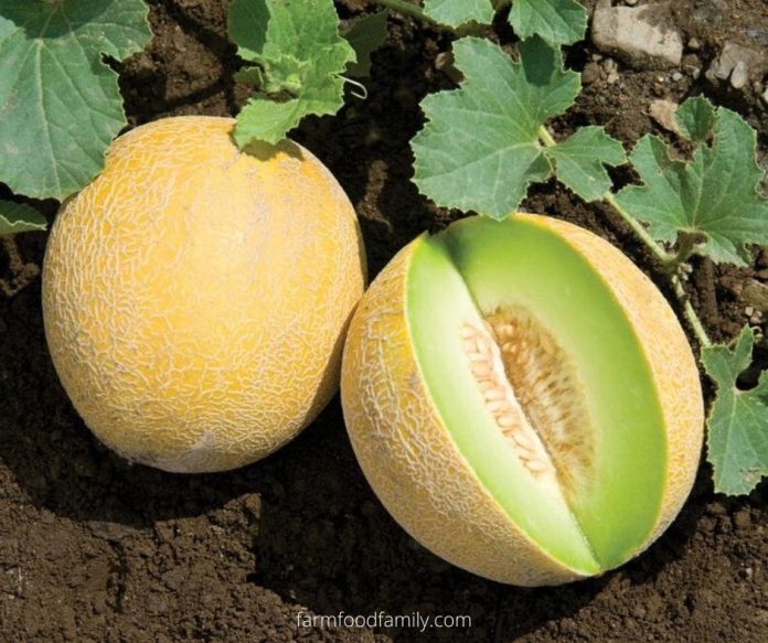 40+ Different Types of Melons With Pictures and Fun Facts