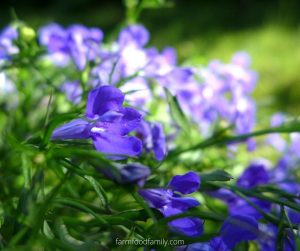 50+ Types Of Blue Flowers With Names, Meaning and Pictures