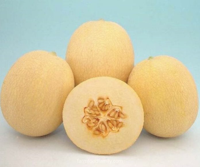40+ Different Types of Melons With Pictures and Fun Facts