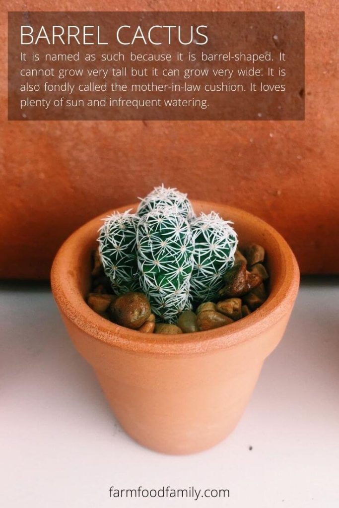 26 Types Of Cactus For Your Garden (With Pictures) – Indoor, Outdoor ...