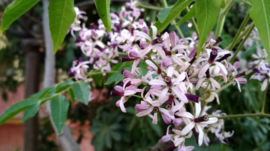 4 Best Fast Growing Drought Tolerant Trees for Zone 8