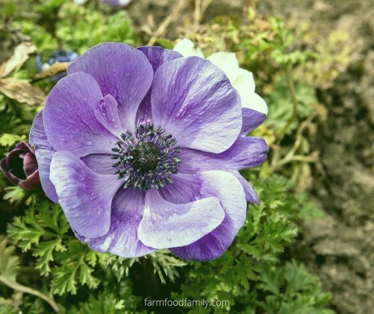 🌸 Anemone Flower Meaning, Symbolism - What Does Anemone Signify?