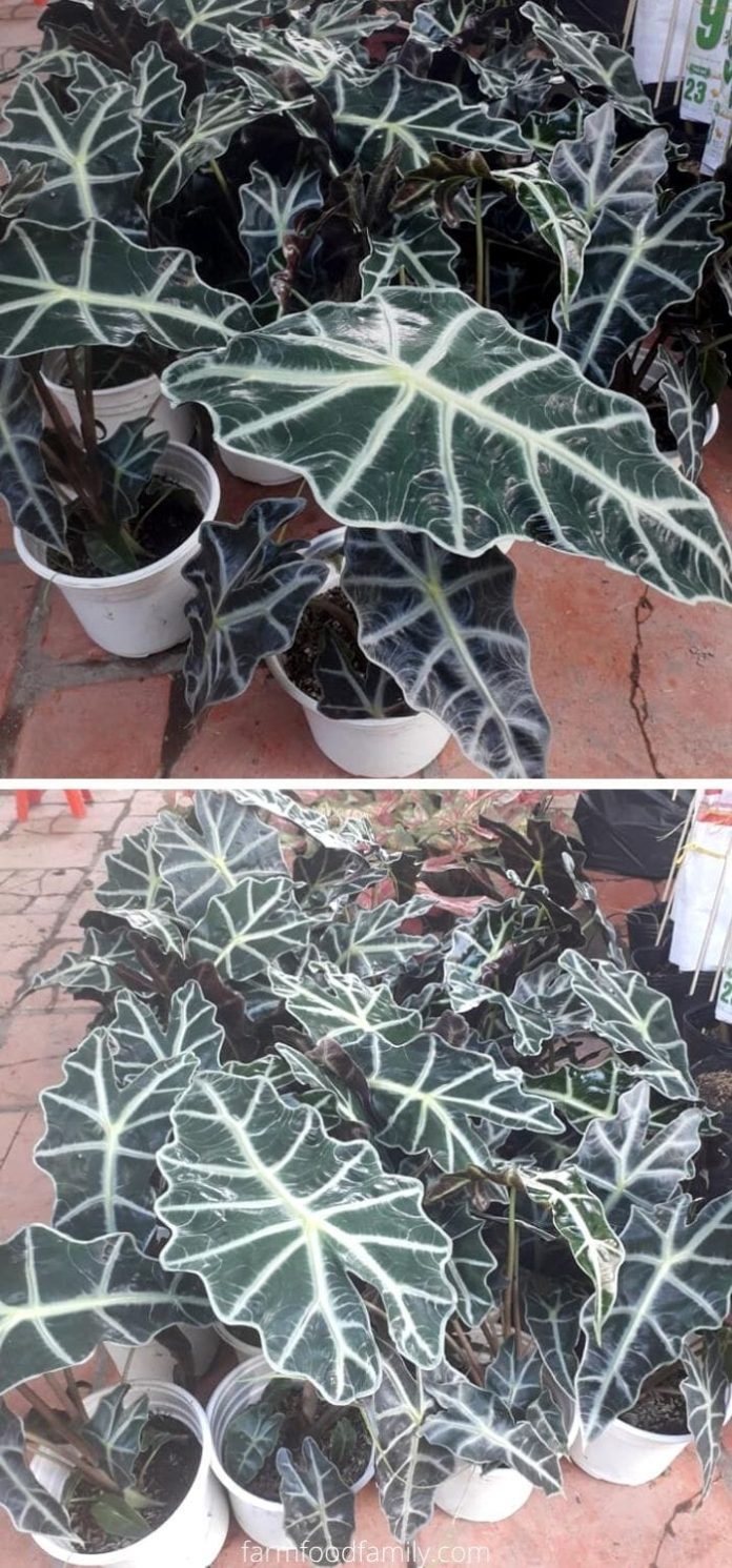 Alocasia Polly: Wiki, Growing, Care Guide For African Mask Plant