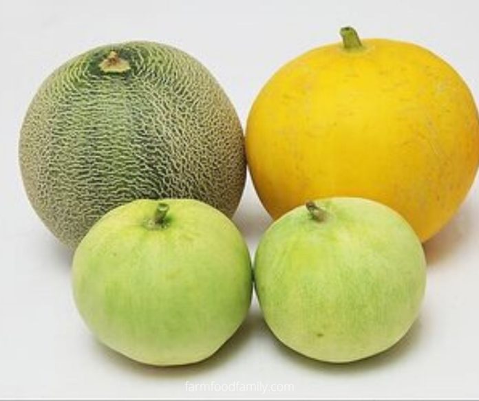 40+ Different Types of Melons With Pictures and Fun Facts