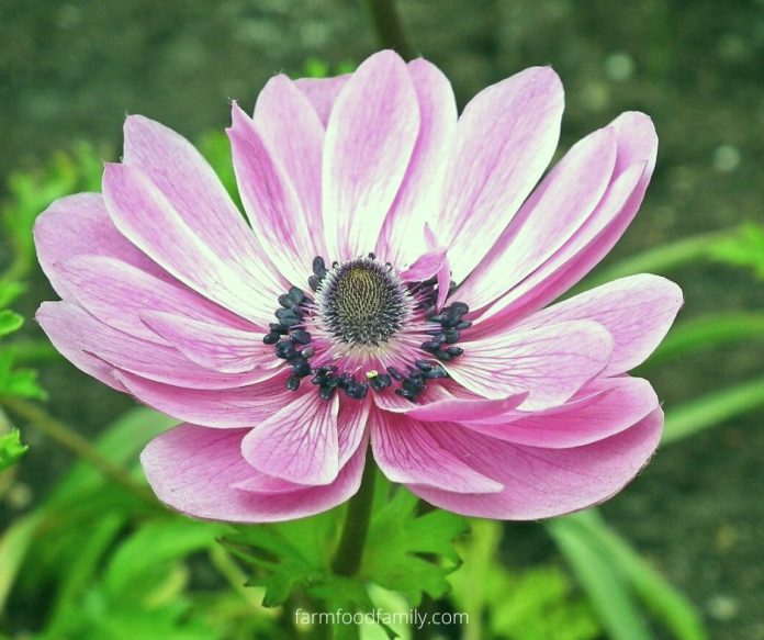 🌸 Anemone Flower Meaning, Symbolism - What Does Anemone Signify?