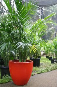 75+ Different Types Of Palm Trees With Pictures (Indoor, Outdoor)