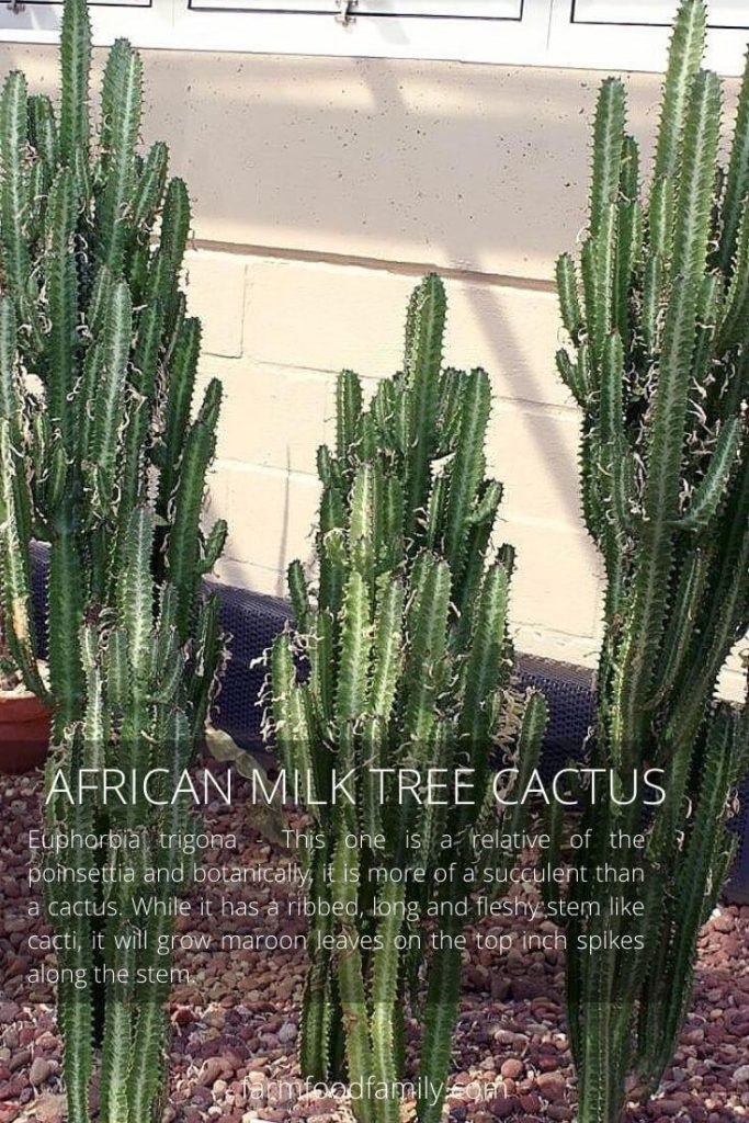 26 Types Of Cactus For Your Garden (With Pictures) – Indoor, Outdoor ...