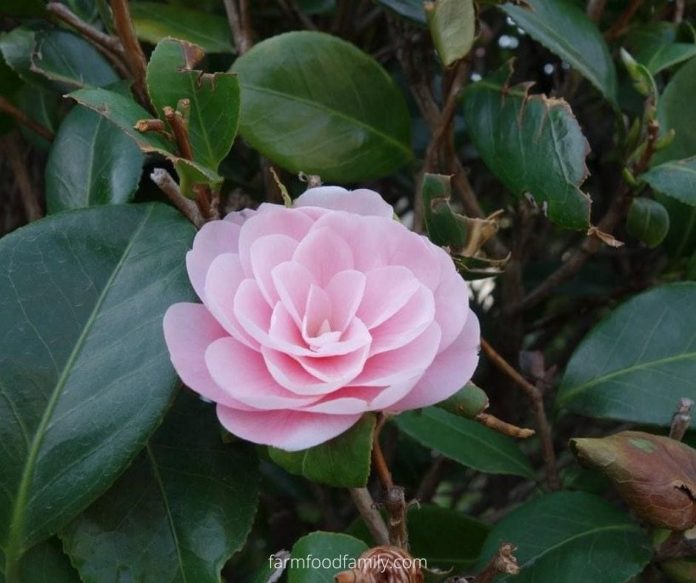 151+ Flowers, Plants That Start With C (With Pictures and Facts)