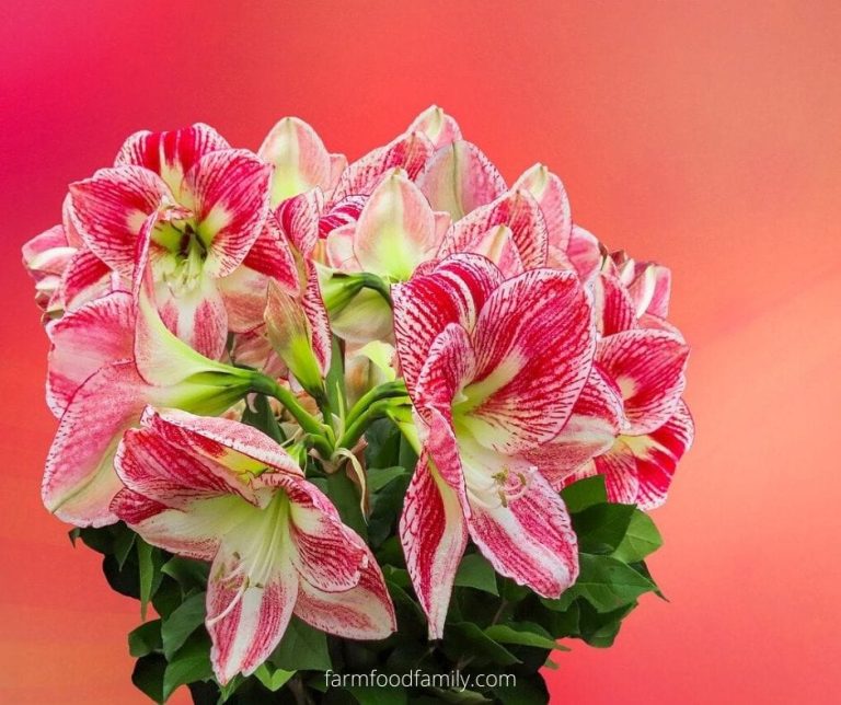 🌺 Amaryllis Flower Facts, Meaning & Symbolism - A Symbol Of Love