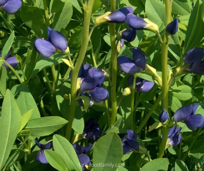 50+ Types Of Blue Flowers With Names, Meaning and Pictures
