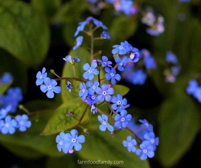 50+ Types Of Blue Flowers With Names, Meaning and Pictures