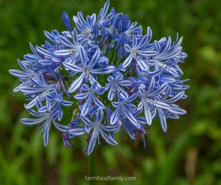 50+ Types Of Blue Flowers With Names, Meaning and Pictures